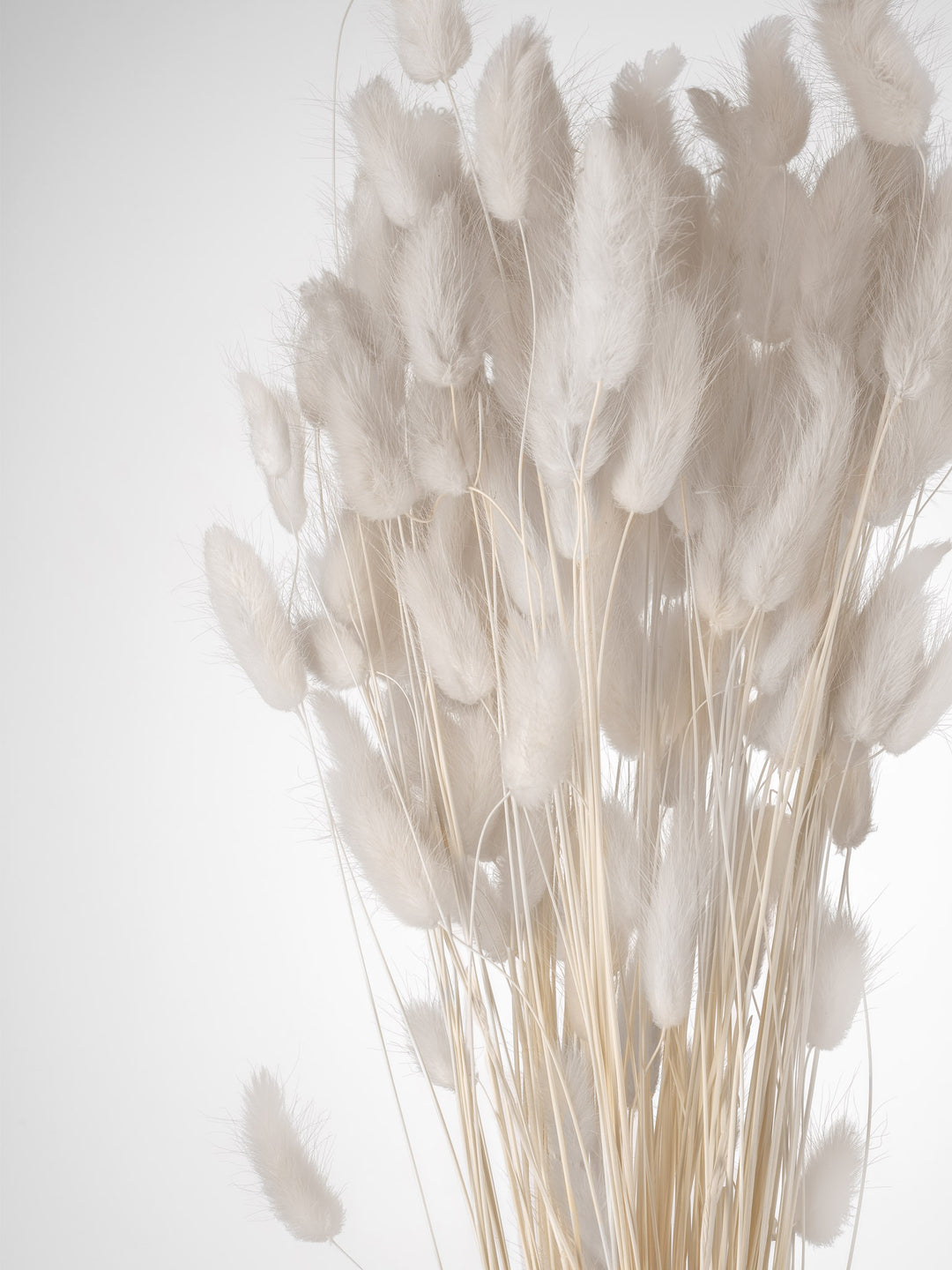 Bleached Lagurus | Hudson Home